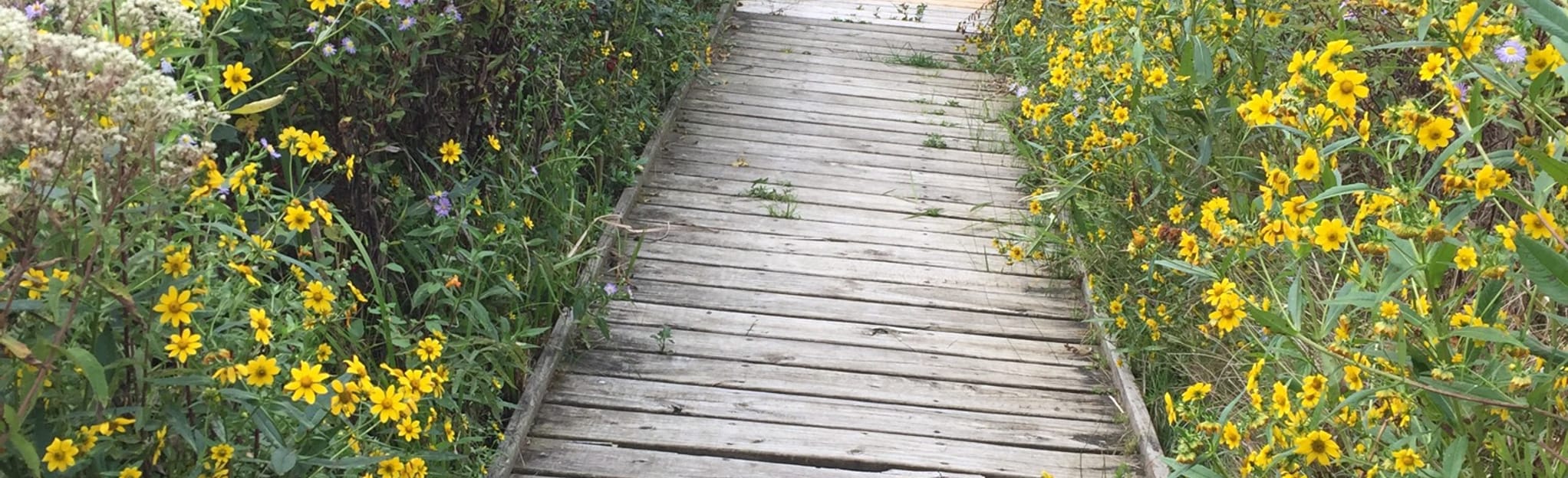 Koogler Wetland and Prairie Reserve Loop: 135 Reviews, Map - Ohio ...