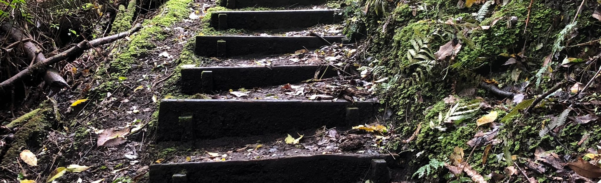 Pukawa Bush Walk Loop, Waikato, New Zealand - 11 Reviews, Map | AllTrails