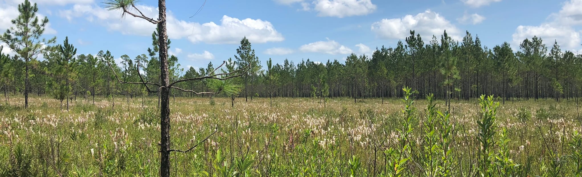 Splinter Hill Bog Preserve, Alabama - 67 Reviews, Map | AllTrails