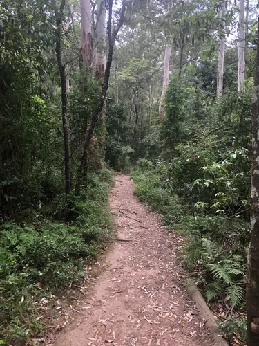 Best Hikes and Trails in Cumberland State Forest | AllTrails