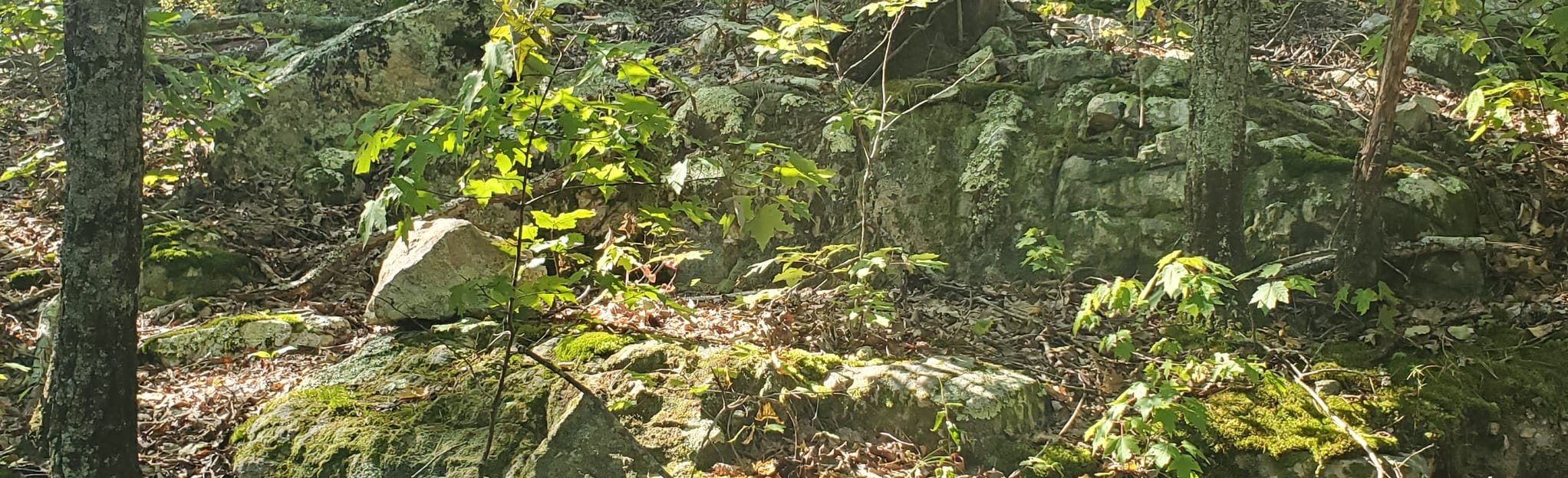 Smokey Mountain Loop Trail, Alabama - 23 Reviews, Map | AllTrails