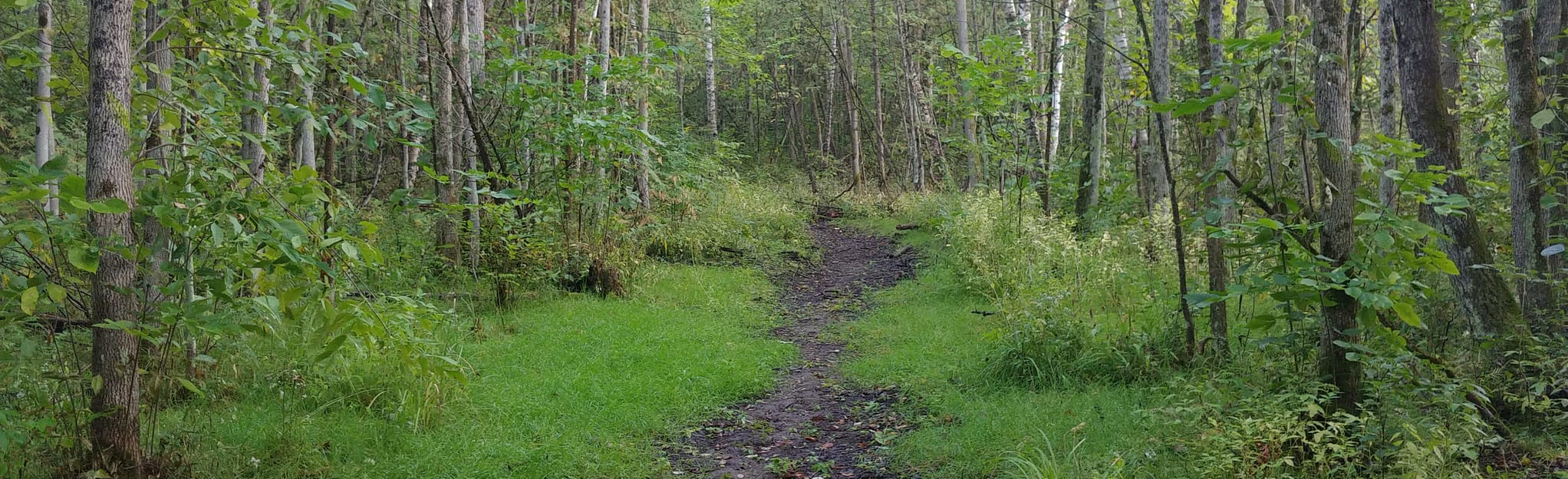 York Regional Forest: Metro Road Tract | Map, Guide - Ontario, Canada ...