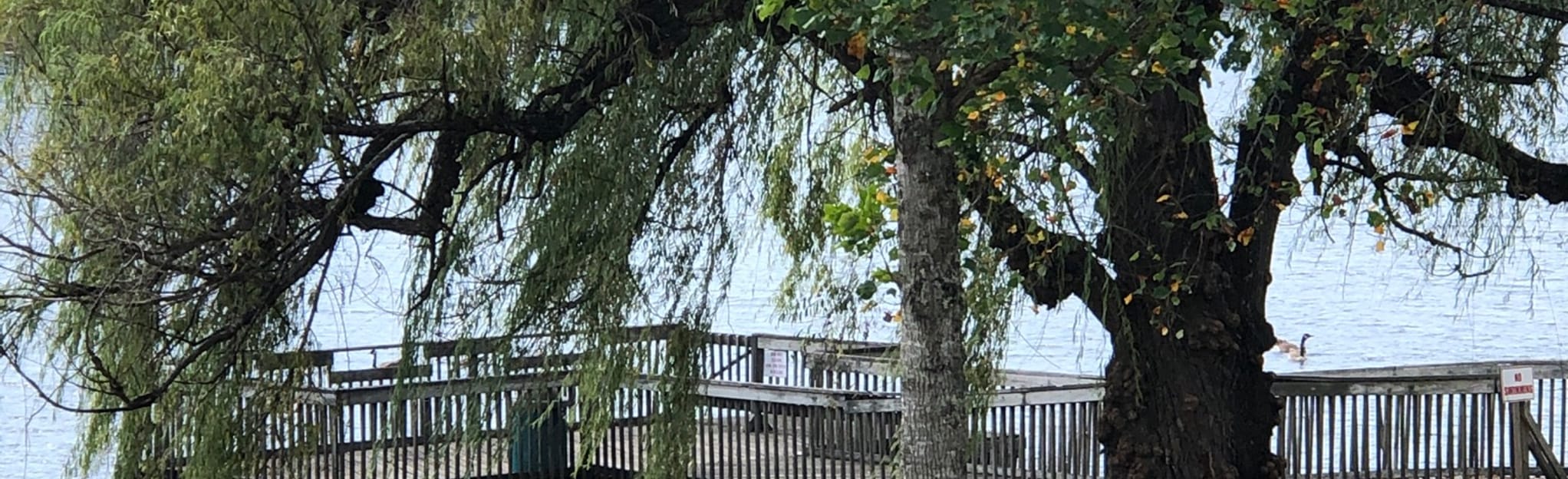 Oneida City Park, Tennessee - 15 Reviews, Map | AllTrails