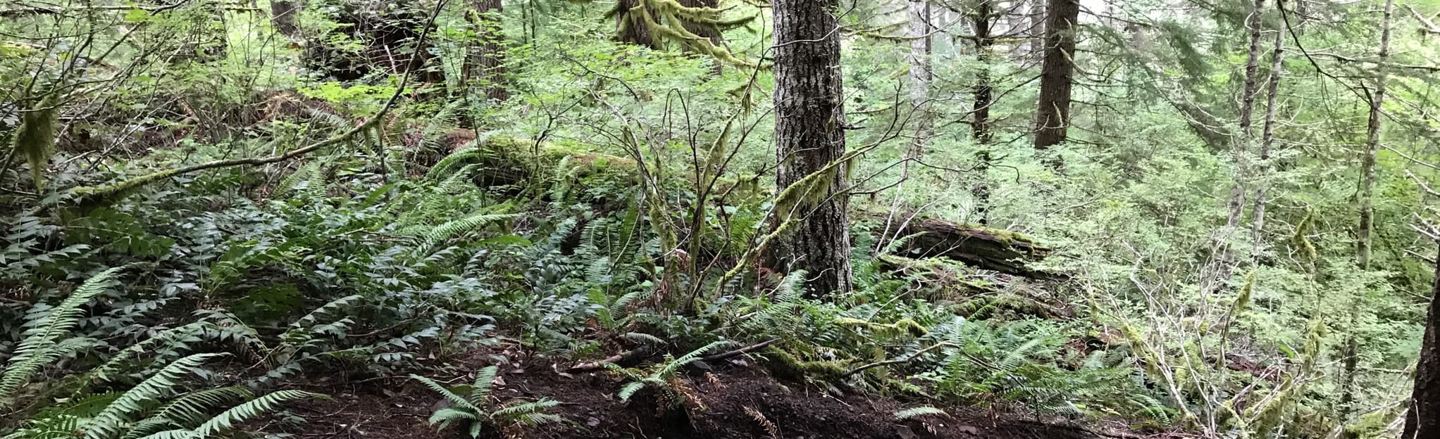 Raven Ridge Trail: 4 Reviews, Map - Oregon | AllTrails