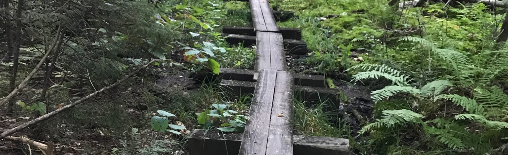 Basin Rim Trail, New Hampshire - 22 Reviews, Map | AllTrails