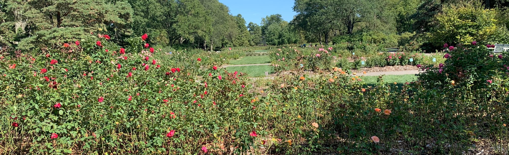 Columbus Park of Roses Walking Tour: 86 Reviews, Map - Ohio | AllTrails