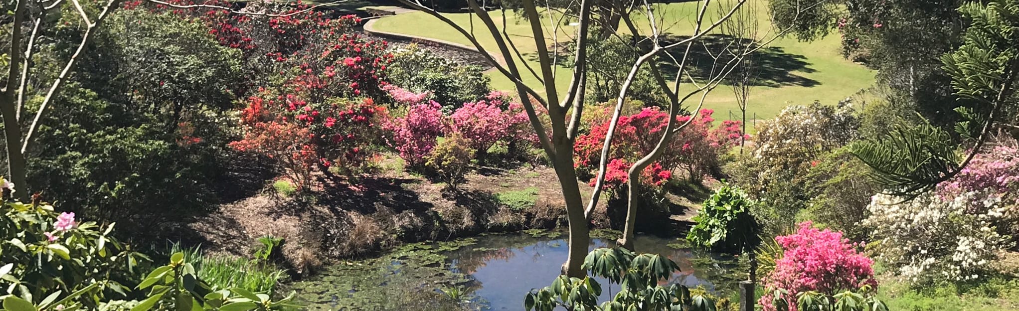 Rhododendron Park, New South Wales, Australia - 9 Reviews, Map | AllTrails