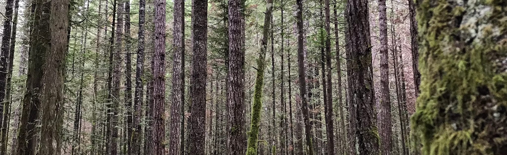 Cog the Log Trail - British Columbia, Canada | AllTrails