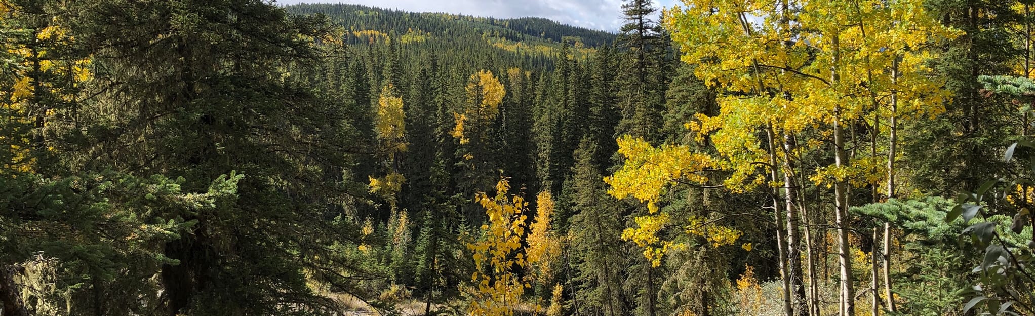 Jumpingpound Trail Short Loop: 241 Reviews, Map - Alberta, Canada ...