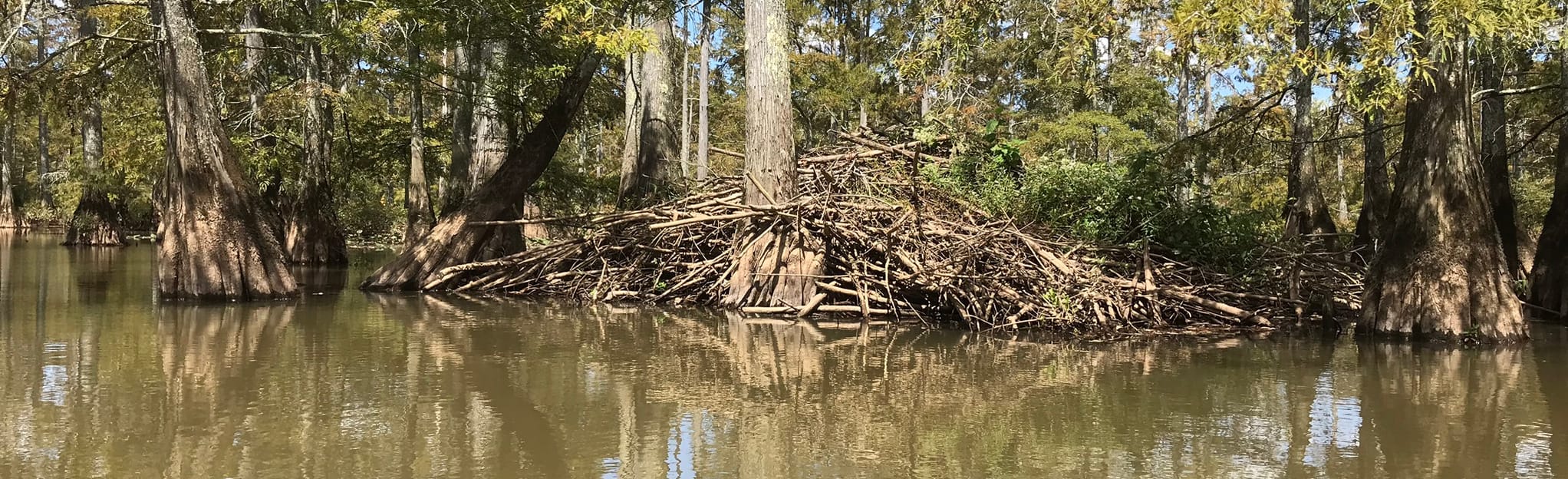 Wolf River Paddle: Ghost River Section, Tennessee - 34 Reviews, Map ...