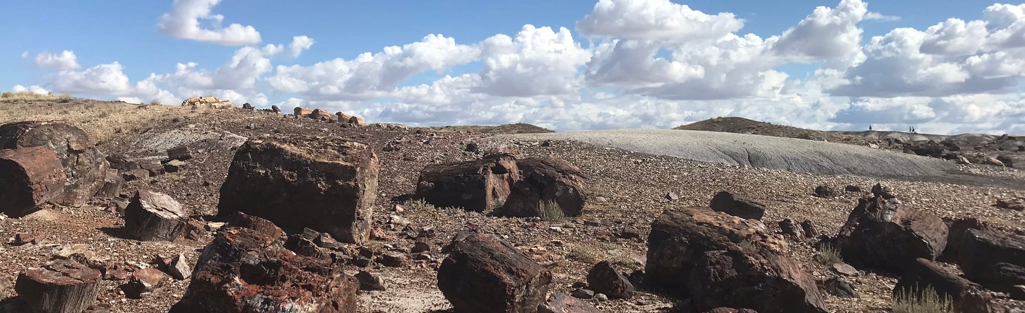 Crystal Forest Trail, Arizona - 1,476 Reviews, Map | AllTrails