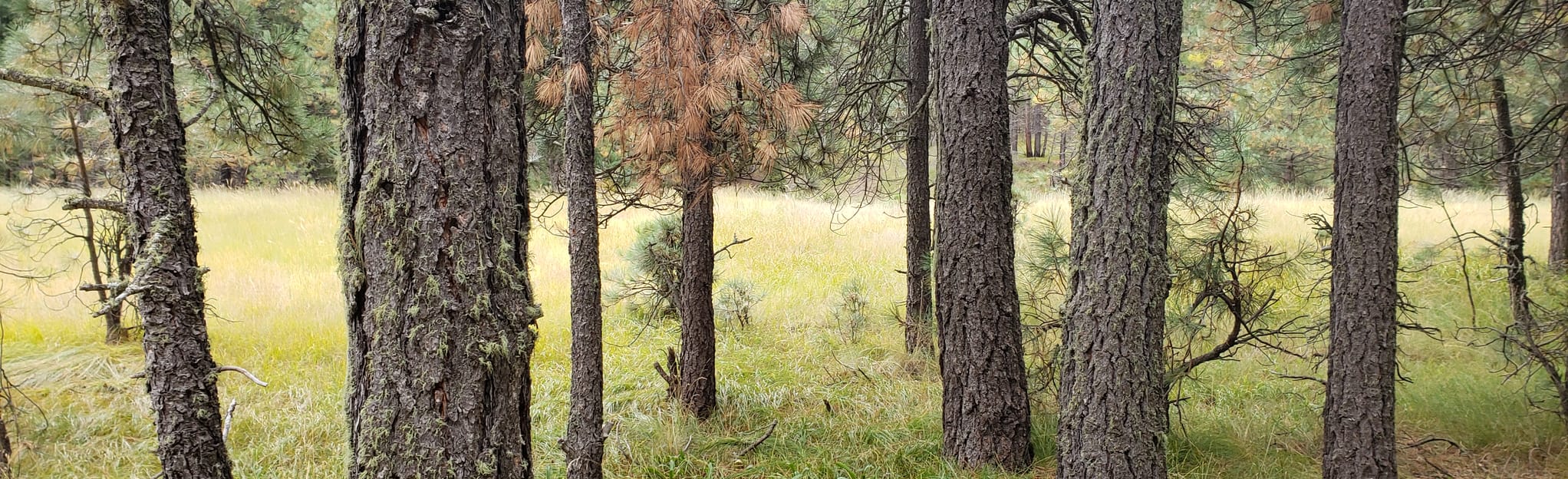 Arizona Trail: Blue Ridge Segment, Arizona - 43 Reviews, Map | AllTrails