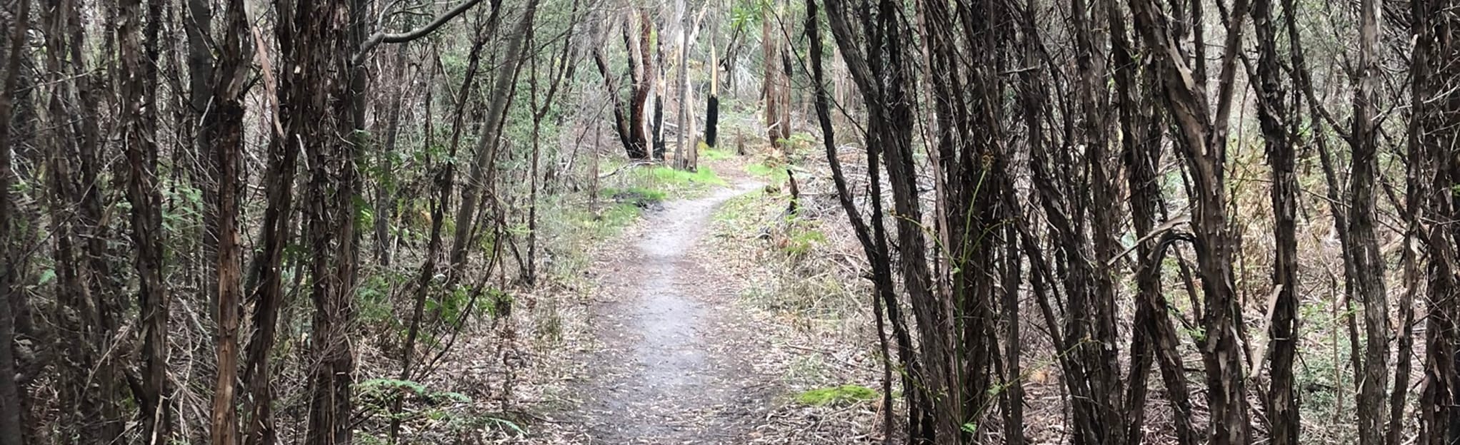 Langwarrin Short Loop: 82 foto's - Victoria, Australië | Wandelen ...