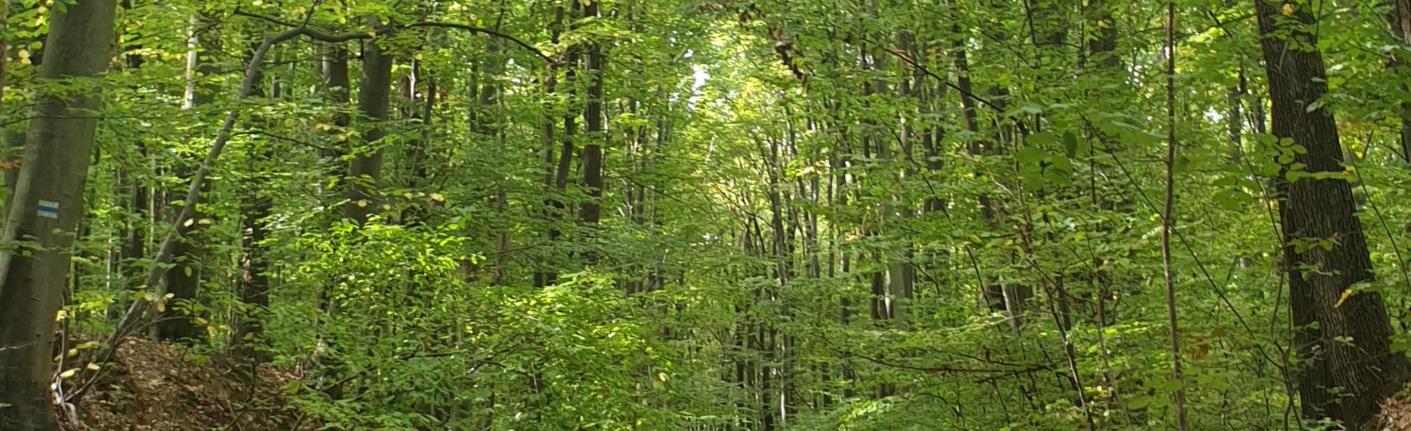 Kaposvár – Szamár Hill Forest Trail, Somogy, Hungary - Map, Guide ...