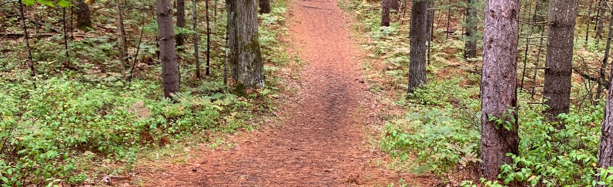 Pine Trail : 159 foto's - Ontario, Canada | Wandelen - AllTrails