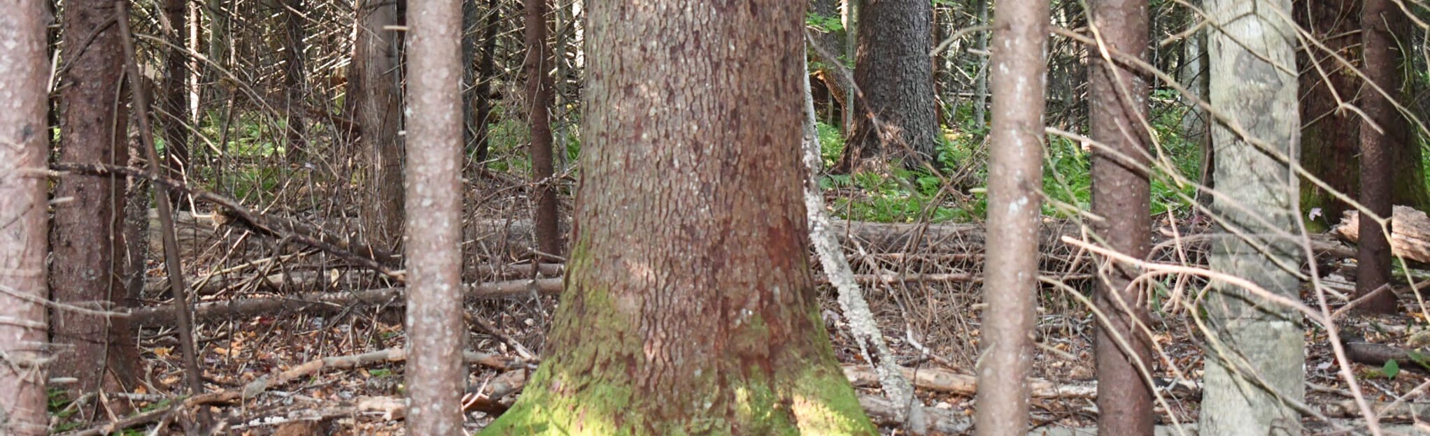 Crouch Hunter to Turkey Hunter Trail: 7 Reviews, Map - West Virginia ...