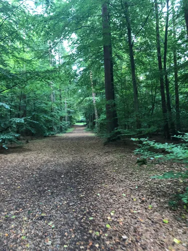 2023 Best 10 Forest Trails in Brandon Country Park | AllTrails