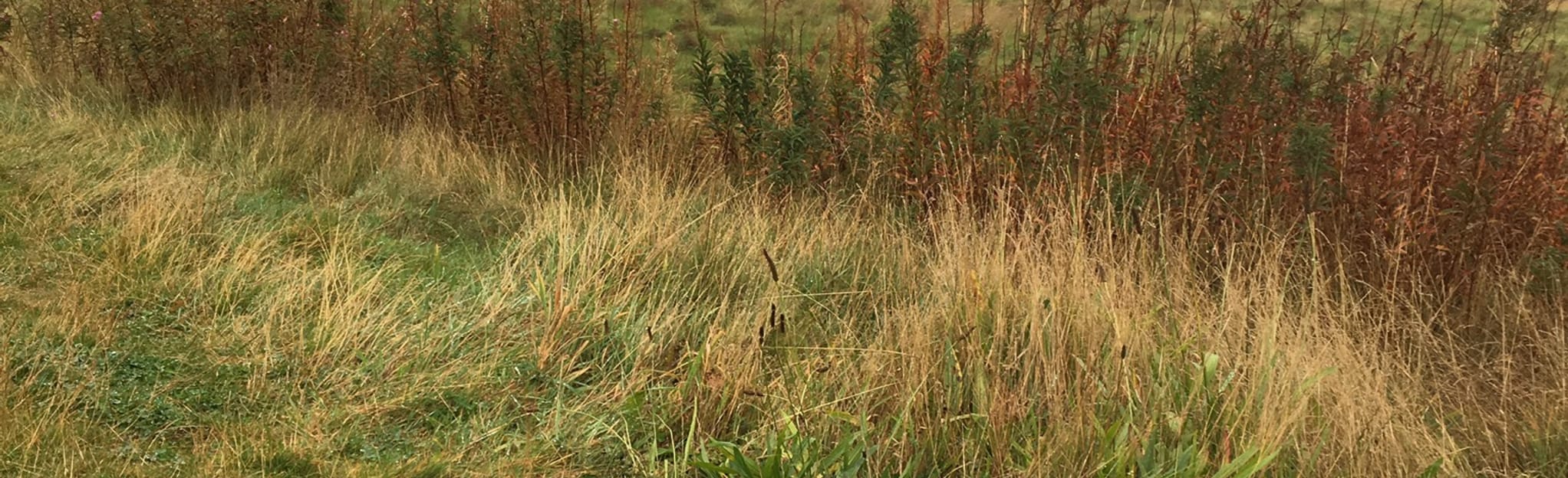 Frickley Country Park Circular | Map, Guide - West Yorkshire, England ...