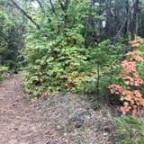 Fourth of July Spring Loop Trail, New Mexico - 51 Reviews, Map | AllTrails