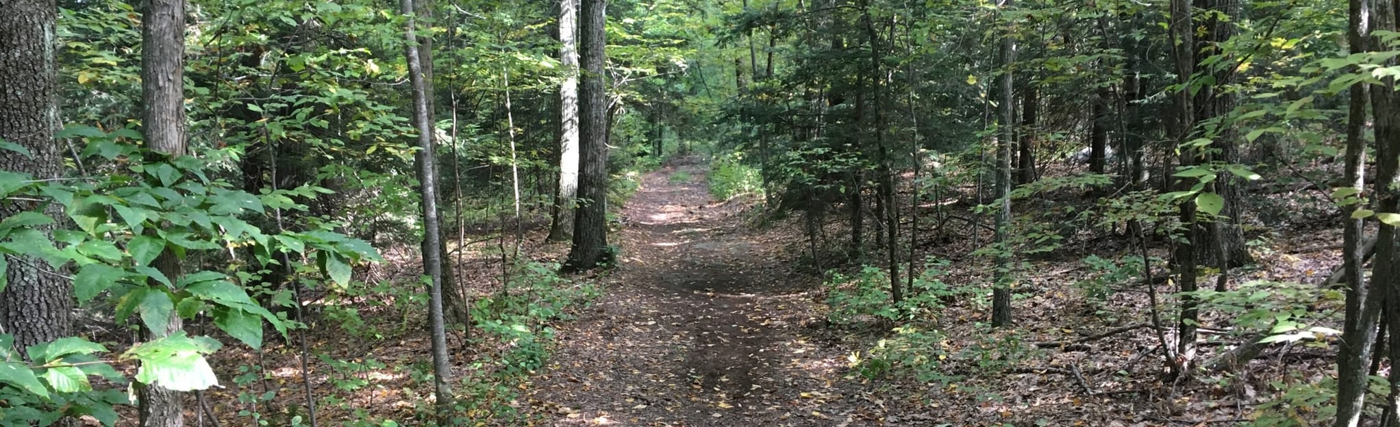 Shenipsit State Forest Blue Trail Loop, Connecticut - 117 Reviews, Map ...