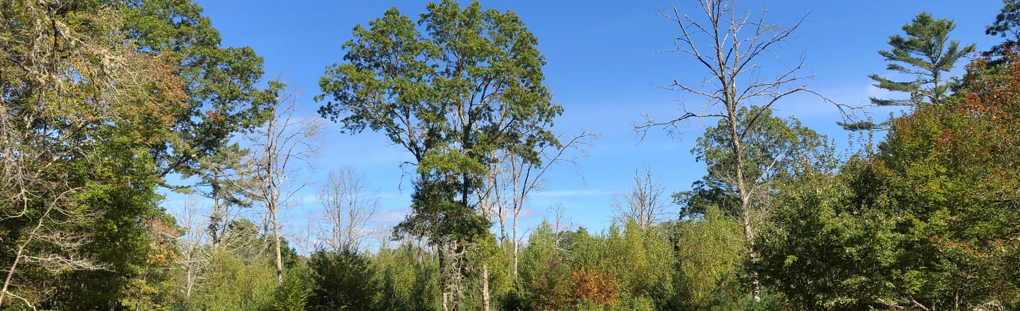 Carolina Management Area North Loop Trail, Rhode Island - 128 Reviews ...