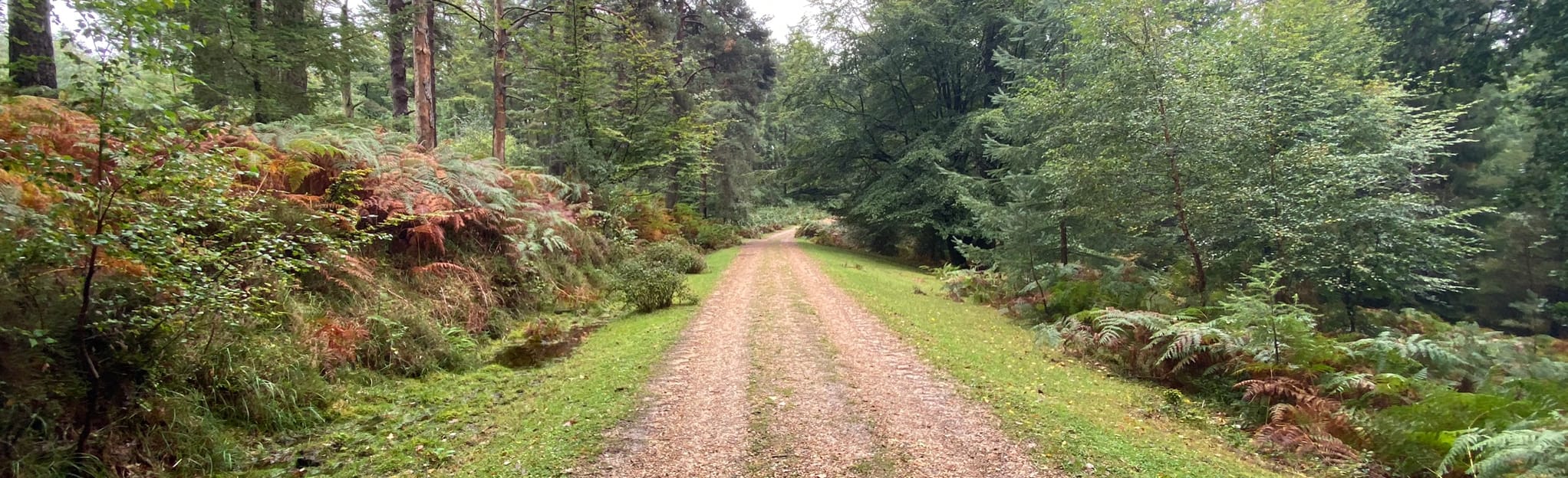 Acres Down Woodland: 154 Reviews, Map - Hampshire, England | AllTrails