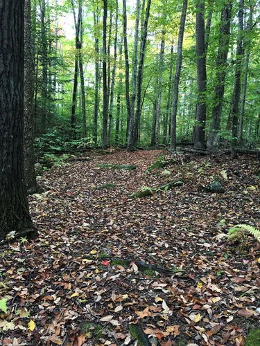 Best Easy Trails in Barre Town Forest – Millstone Trails Association ...