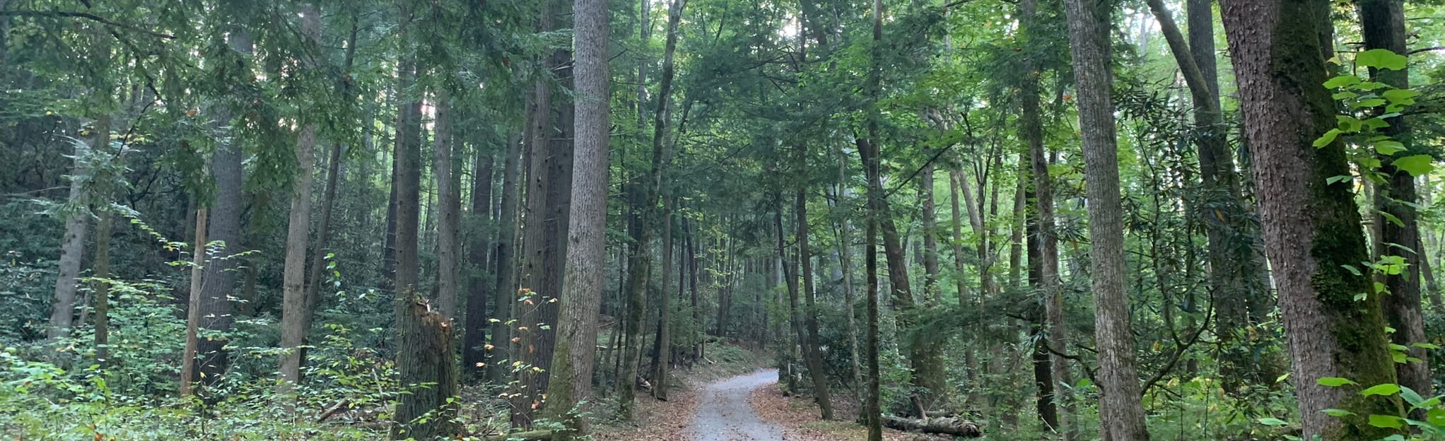 Crib Gap Trail, Tennessee - 80 Reviews, Map | AllTrails