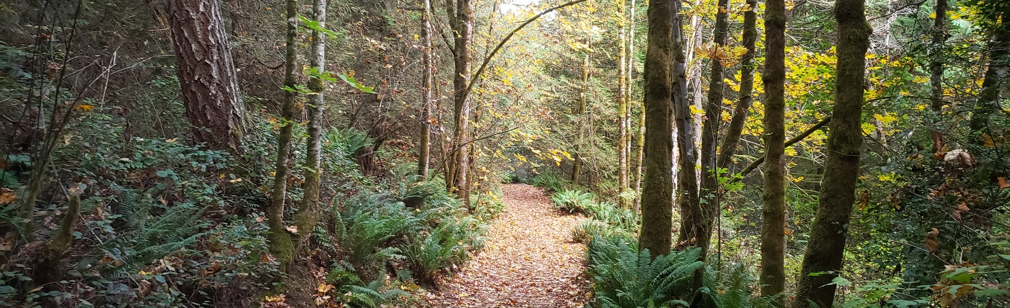 Linley Valley Loop, British Columbia, Canada - 196 Reviews, Map | AllTrails