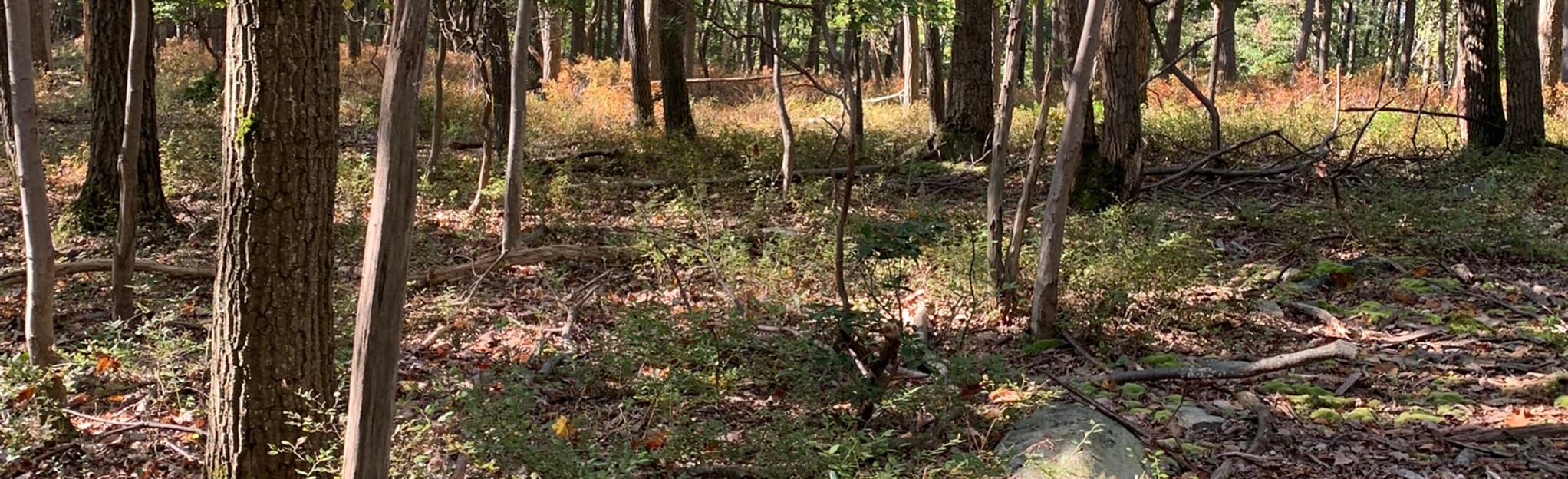 Gambrill Red Maple Trail: 160 Reviews, Map - Maryland | AllTrails