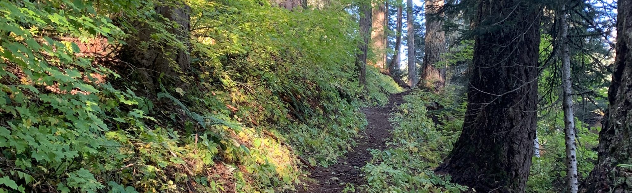 Yellow Jacket Loop, Oregon - 33 Reviews, Map | AllTrails