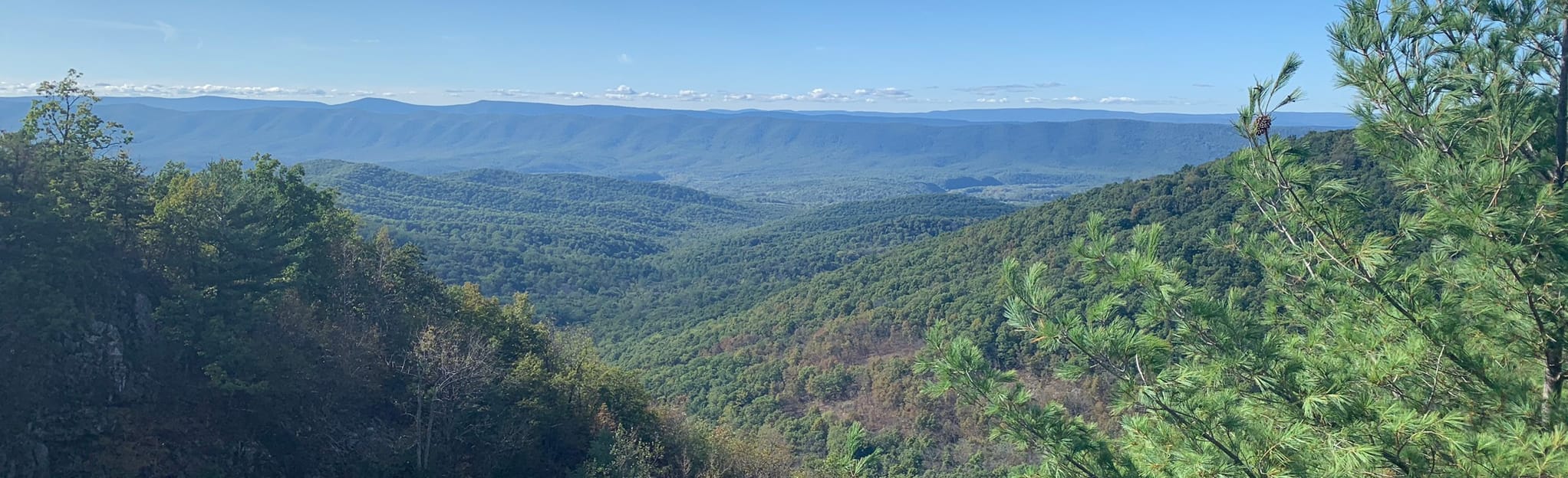 Mathews Arm Overall Run Trail, Virginia - 206 Reviews, Map | AllTrails