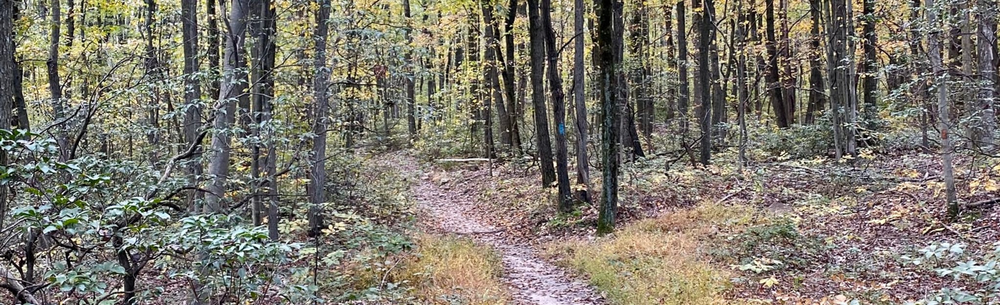 Green Connector Loop Trail: 138 Reviews, Map - Pennsylvania | AllTrails