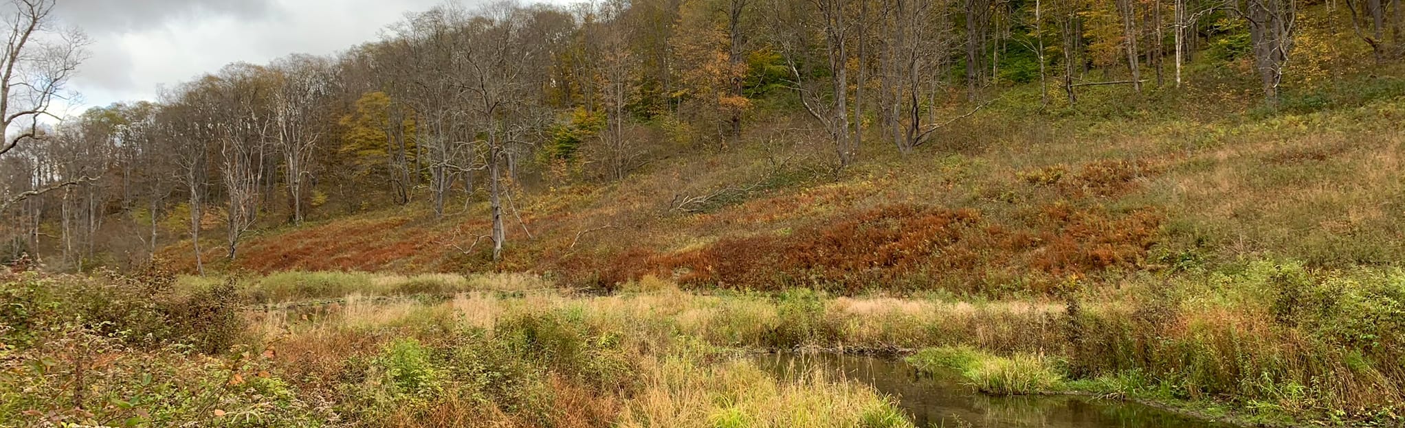 Splash Dam Hollow: 15 Reviews, Map - Pennsylvania | AllTrails