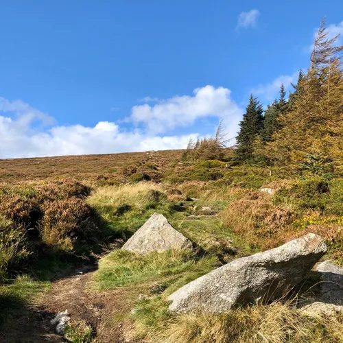 Best Hikes and Trails in Cruagh, Tibradden & Pine Forest | AllTrails