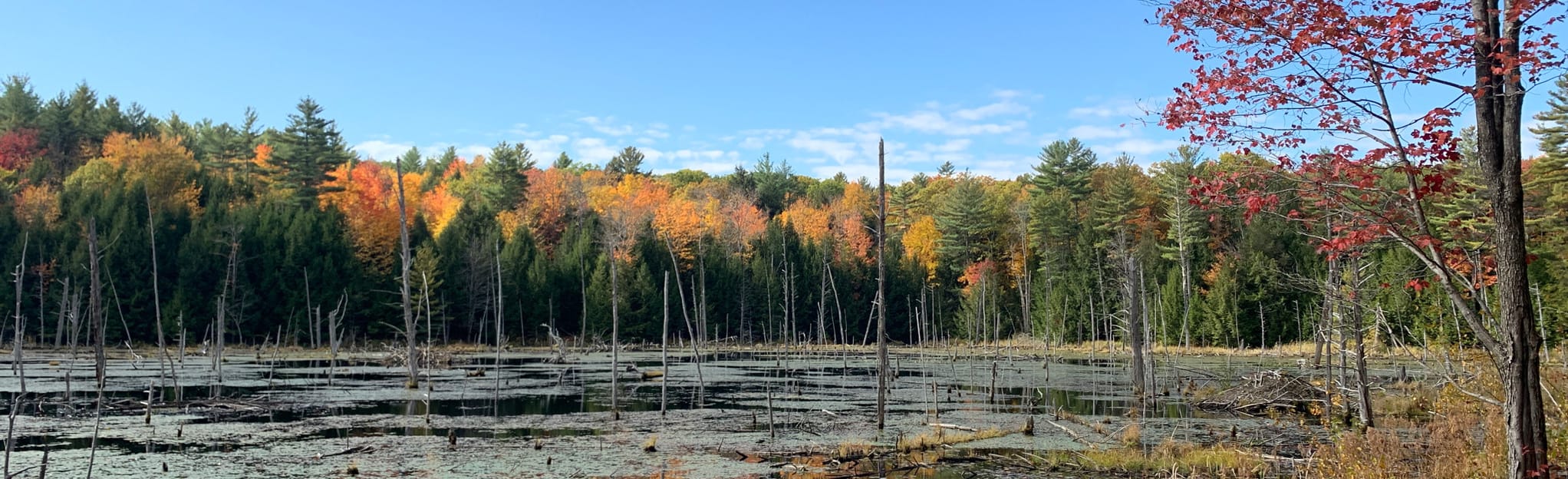 AllTrails | Weir Road Trail: 188 Reviews, Map - New Hampshire
