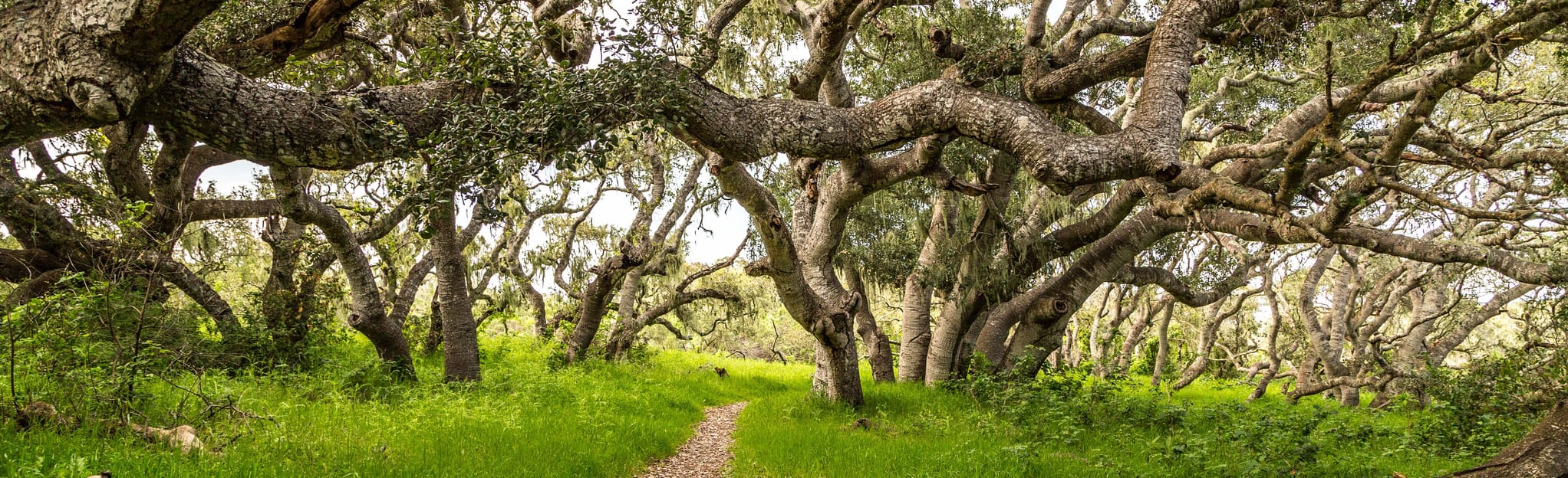 Oak Trail, California - 291 Reviews, Map | AllTrails