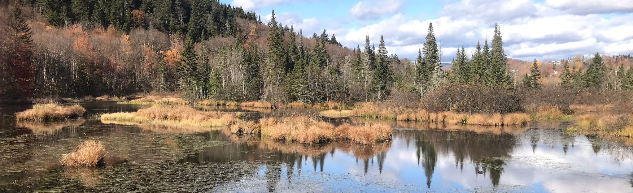 Northern Marsh: 225 Reviews, Map - Quebec, Canada | AllTrails