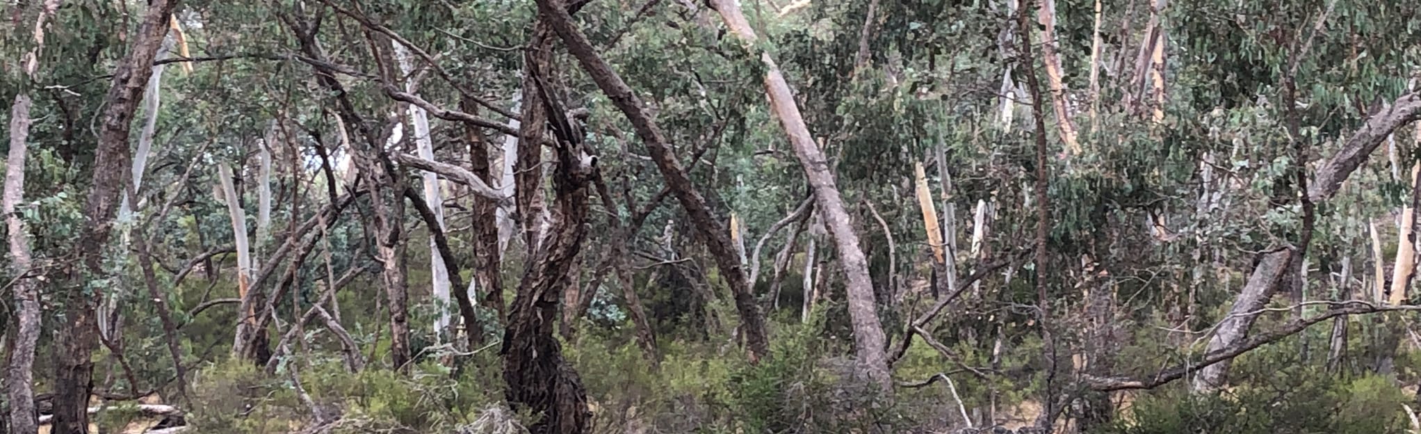 Rise and Shine Loop, Victoria, Australia - 12 Reviews, Map | AllTrails