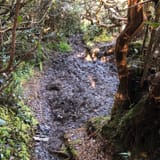 Gunung Yong Belar, Kelantan, Malaysia - 76 Reviews, Map | AllTrails