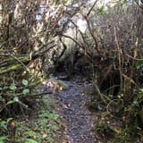 Gunung Yong Belar, Kelantan, Malaysia - 76 Reviews, Map | AllTrails