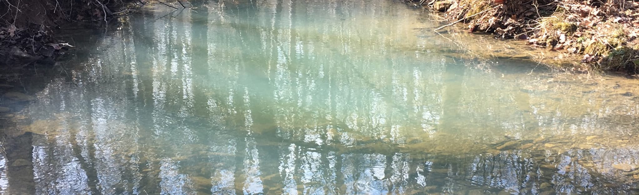 Cave and Spring Bluff Trail: 18 Reviews, Map - Kentucky | AllTrails