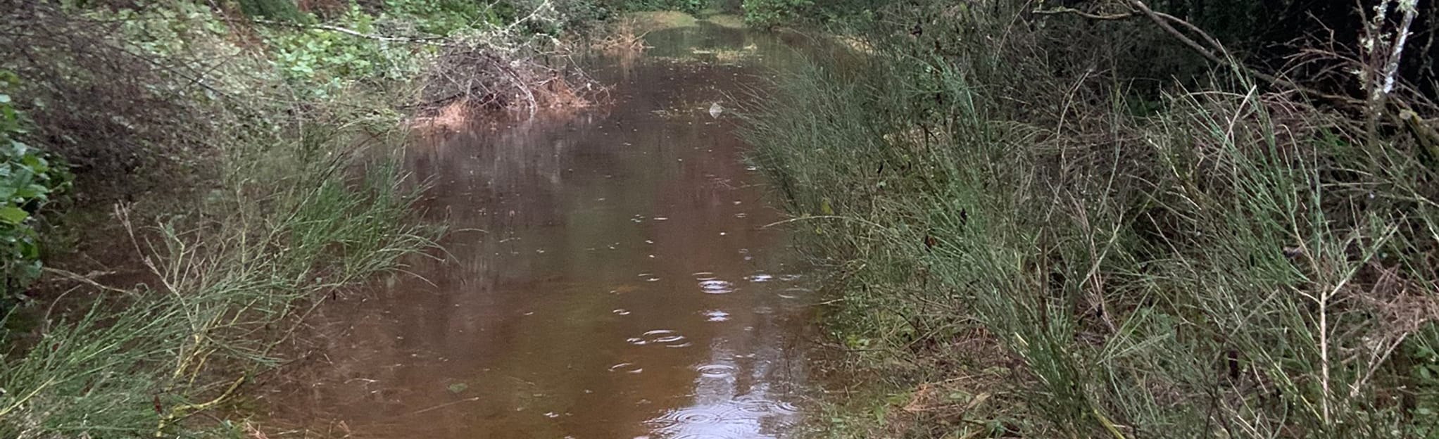 Beach Trail via Diamond Point Trail and Old Yarrow Road, Washington ...