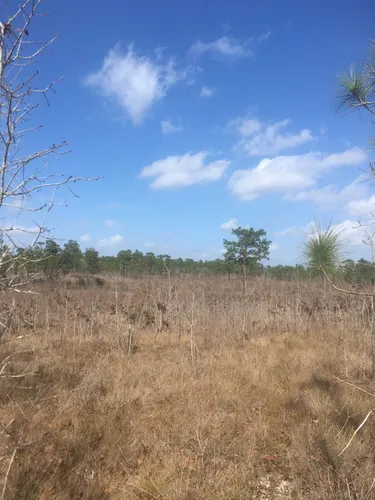 Best Hikes and Trails in Citrus Wildlife Management Area | AllTrails