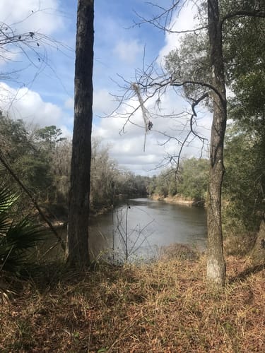 Best Hikes and Trails in Suwannee River State Park | AllTrails