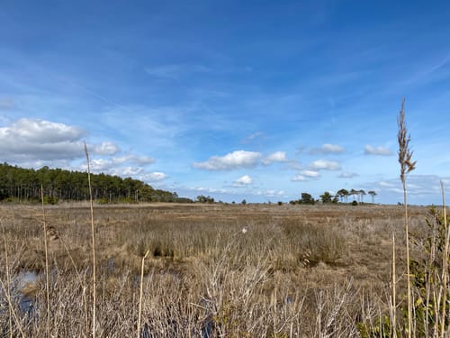 Best Hikes and Trails in Magothy Bay Natural Area Reserve | AllTrails