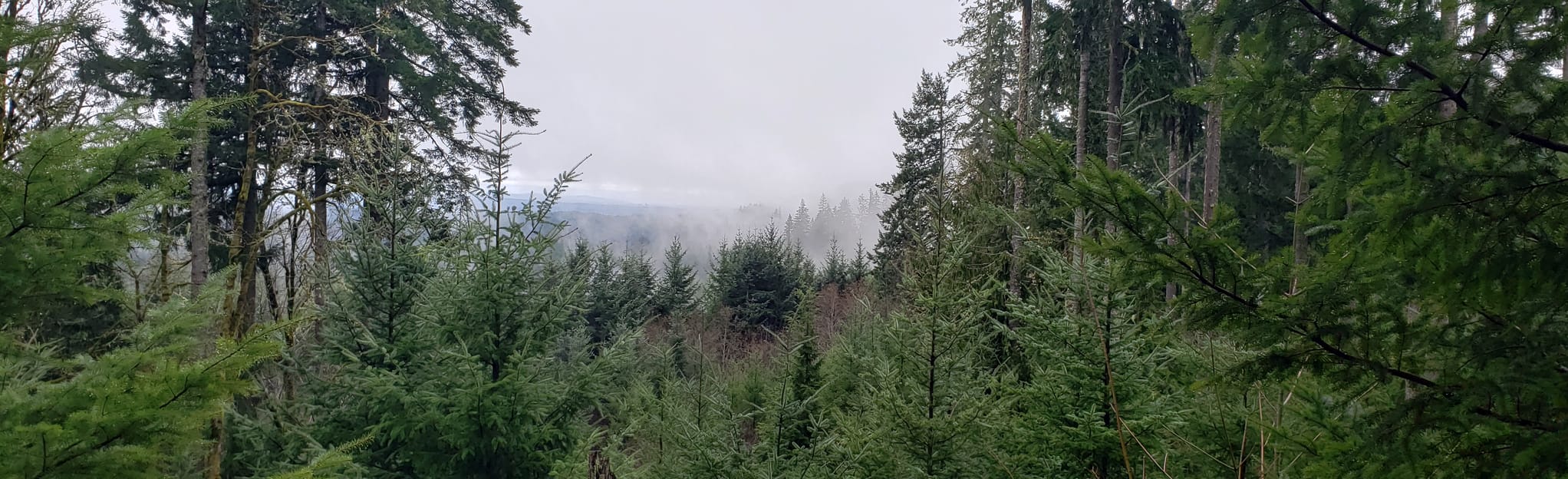 Mount Molly and Capitol Forest OHV Loop, Washington - 4 Reviews, Map ...