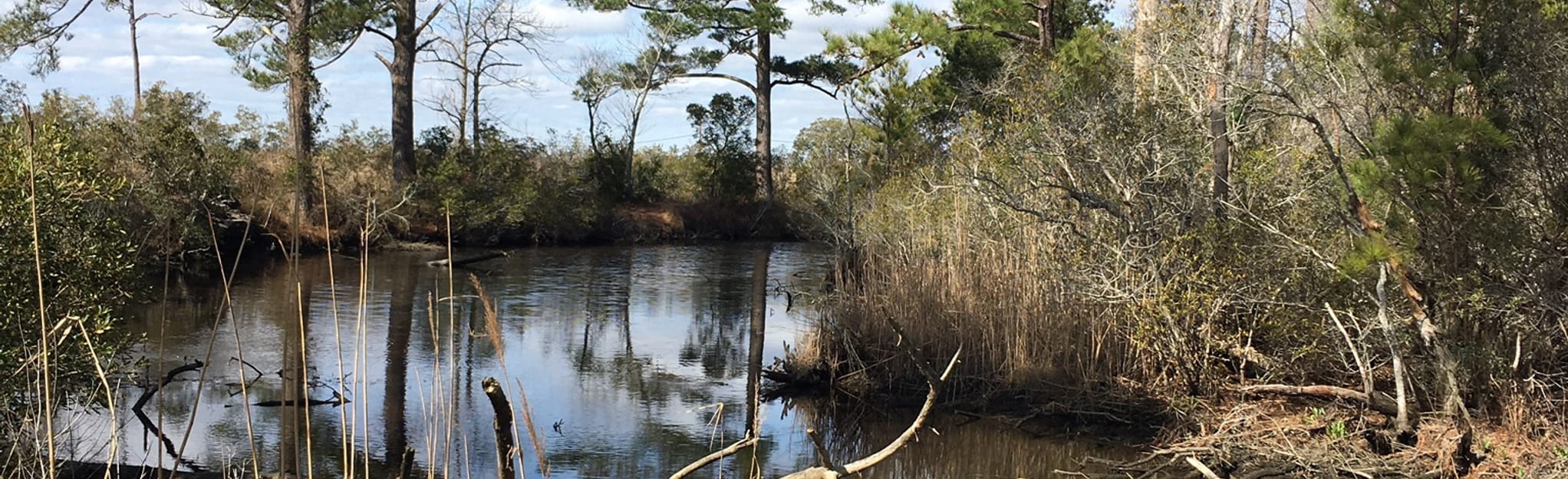 Great Marsh Trail, North Carolina - 15 Reviews, Map | AllTrails