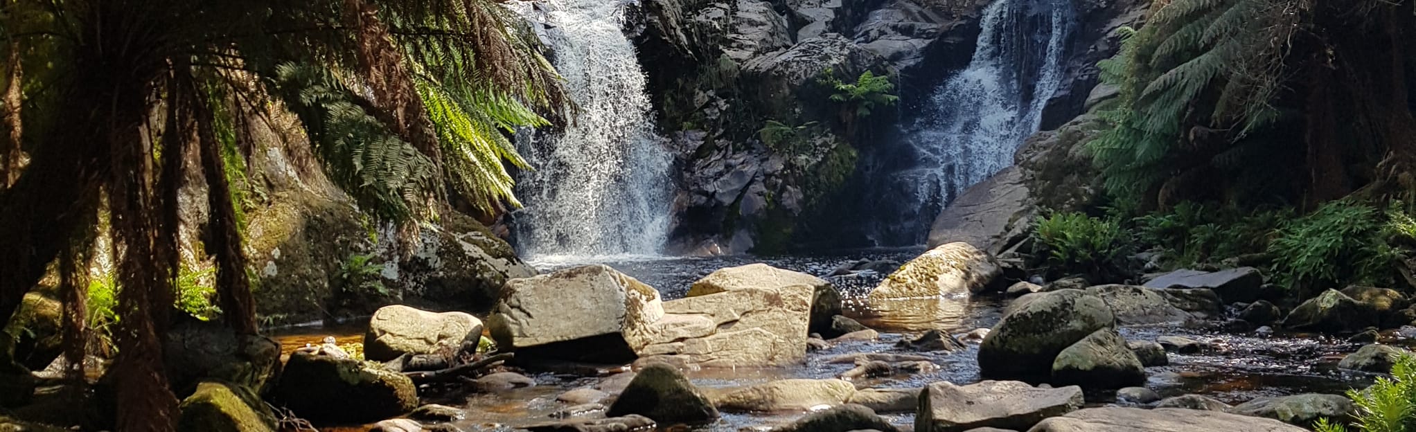 Halls Falls Track: 93 foto's - Tasmanië, Australië | Wandelen - AllTrails