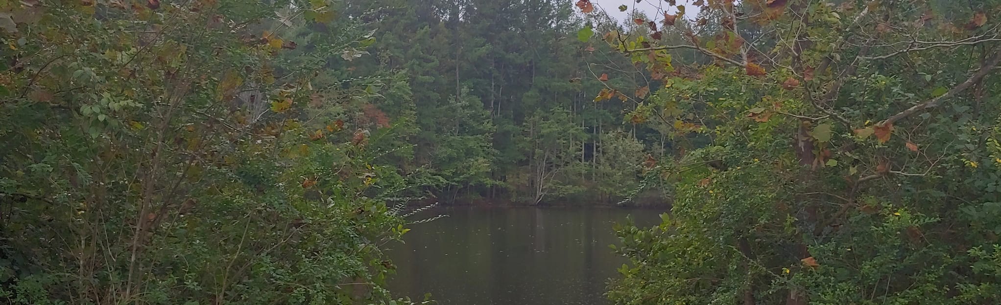 Ferrum College Yellow Trail - Virginia | AllTrails